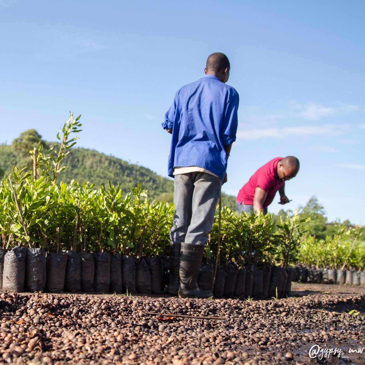 Malawian smallholders’ first macadamia nut harvest - Intersnack Group
